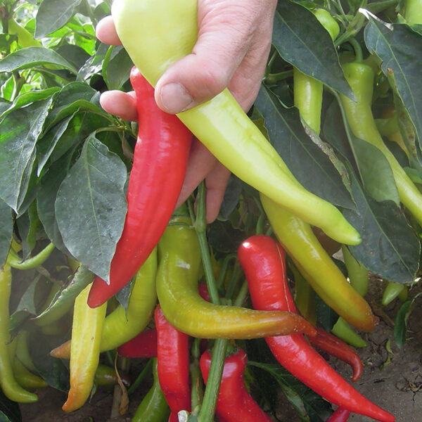 Hamik paprika vetőmag - Kesjár Flora